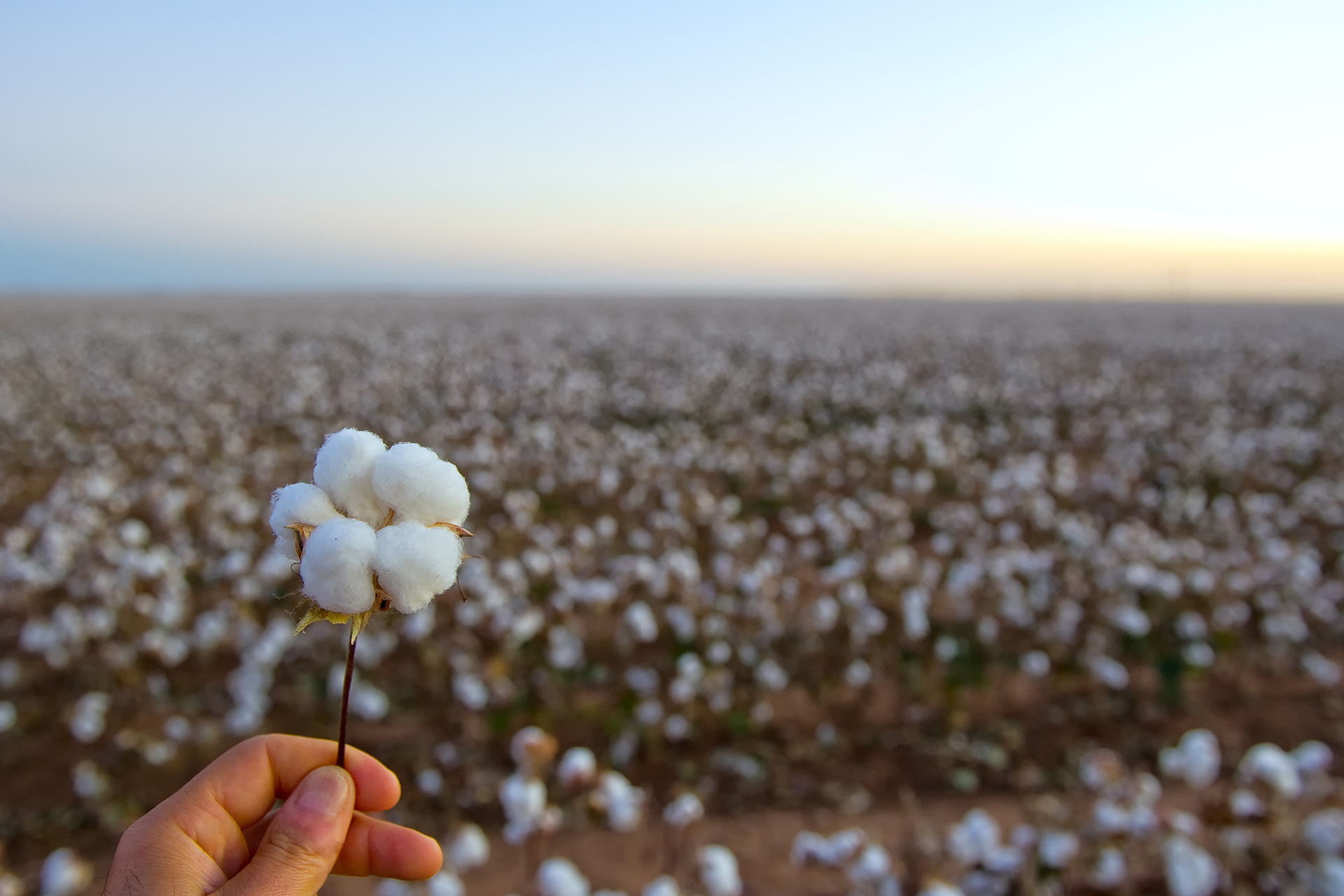 COTTONSEED SUPPLY UP 13% COMPARED TO LAST YEAR - Whole Cottonseed