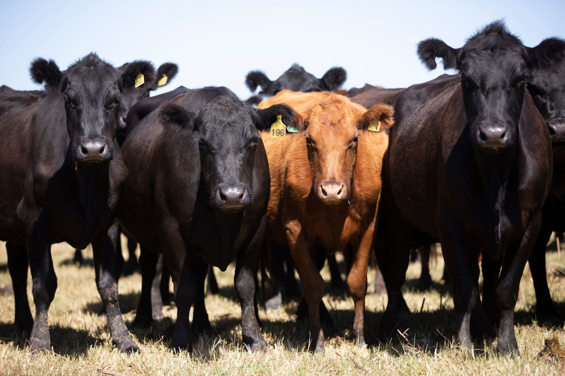 Angus-Beef-Cattle - Whole Cottonseed