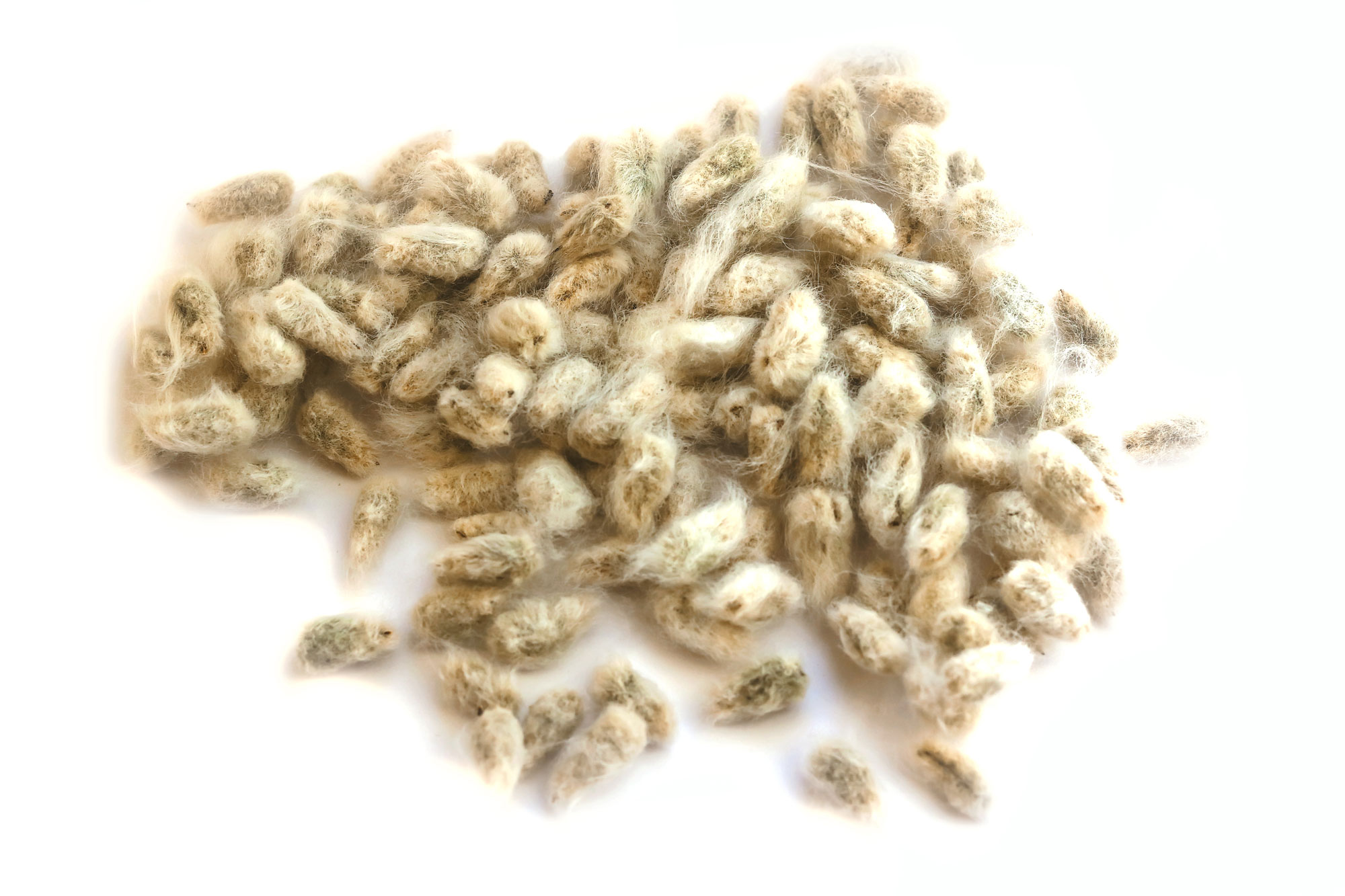 Learn More About Whole Cottonseed - Media Kit - Whole Cottonseed