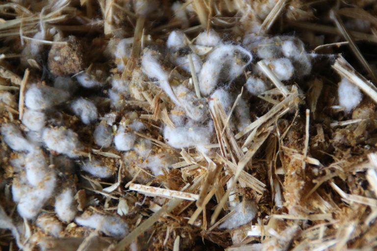 Whole-Cottonseed-Close-Up-In-Cattle-Ration - Whole Cottonseed