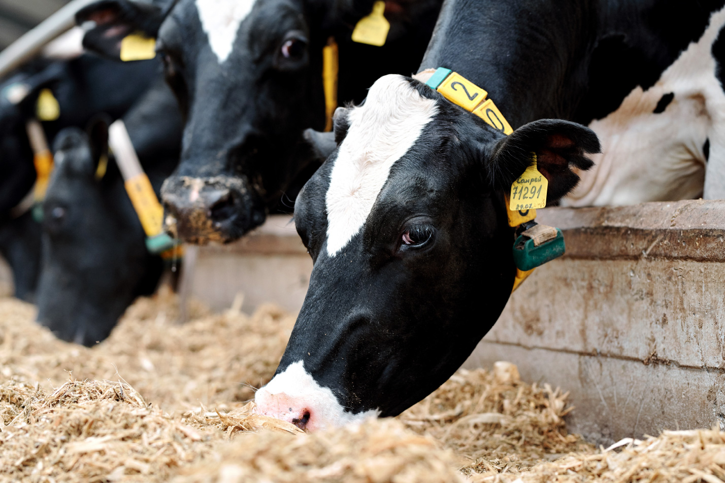 Here to Help - Whole Cottonseed