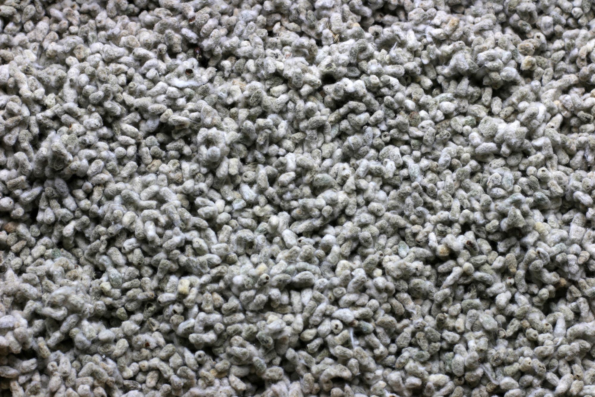 Cotton Incorporated Funds Extensive Whole Cottonseed Research - Whole ...