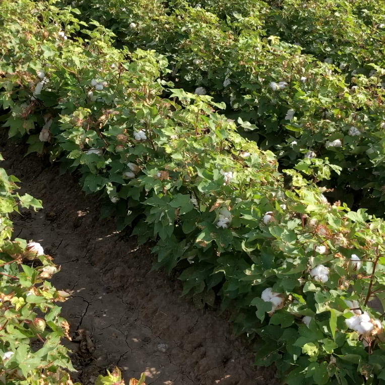 How Cotton Goes From Field To Feed & Fiber - Whole Cottonseed