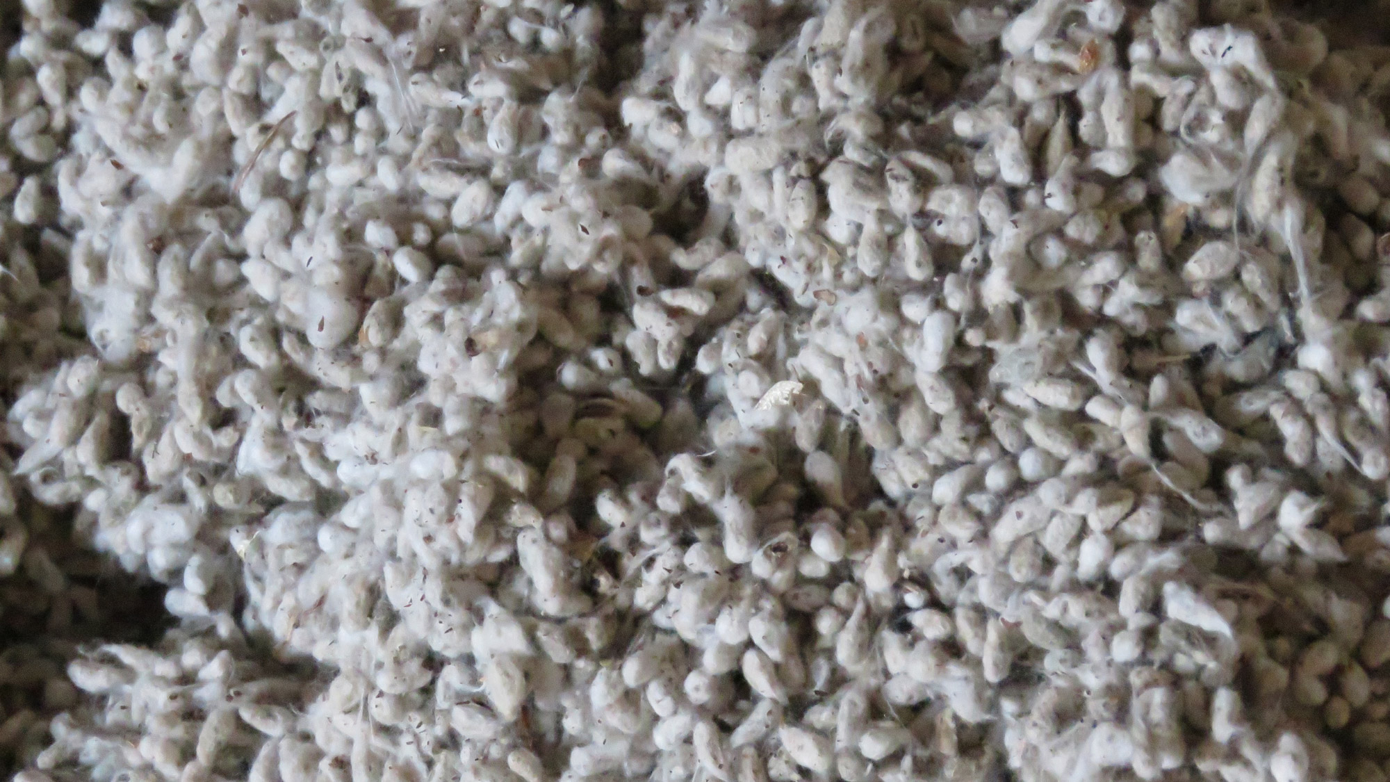 Whole cottonseed – A dairy cattle show feed secret ingredient - Whole ...