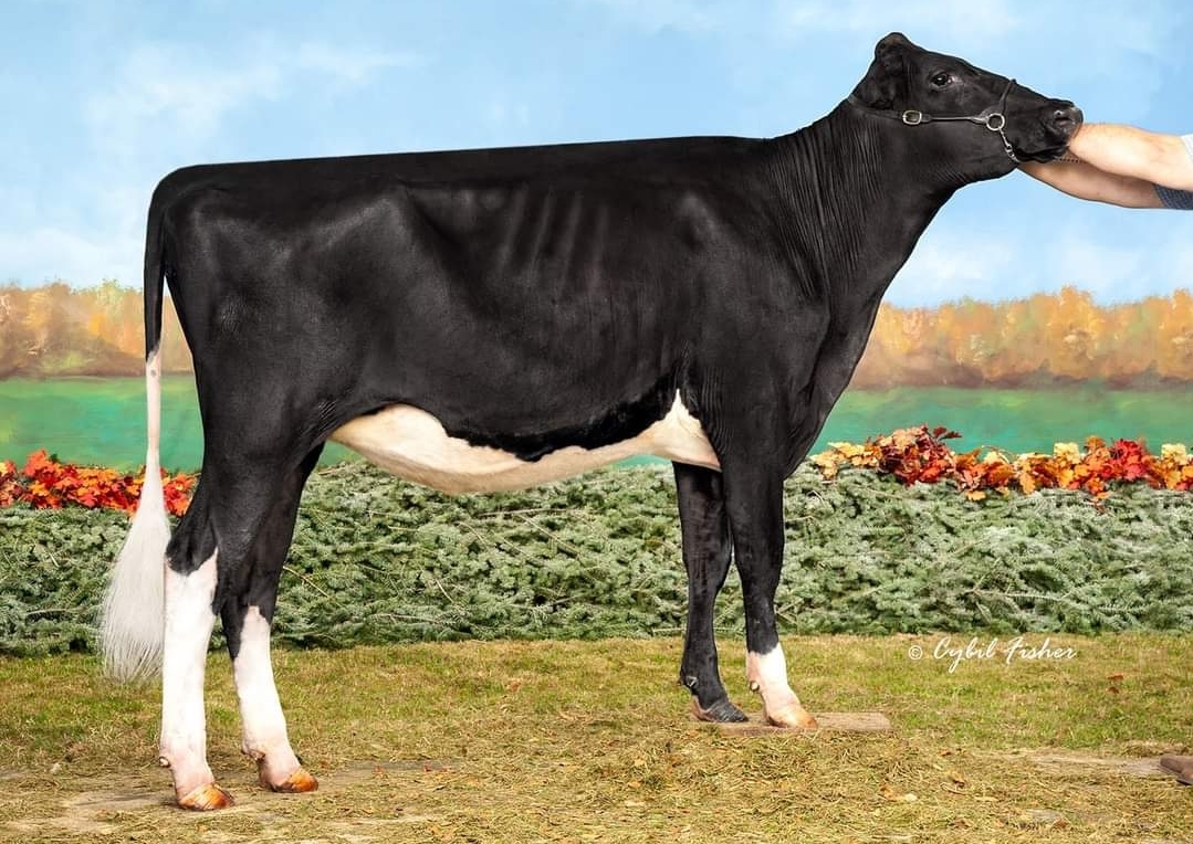 Whole cottonseed – A dairy cattle show feed secret ingredient - Whole ...