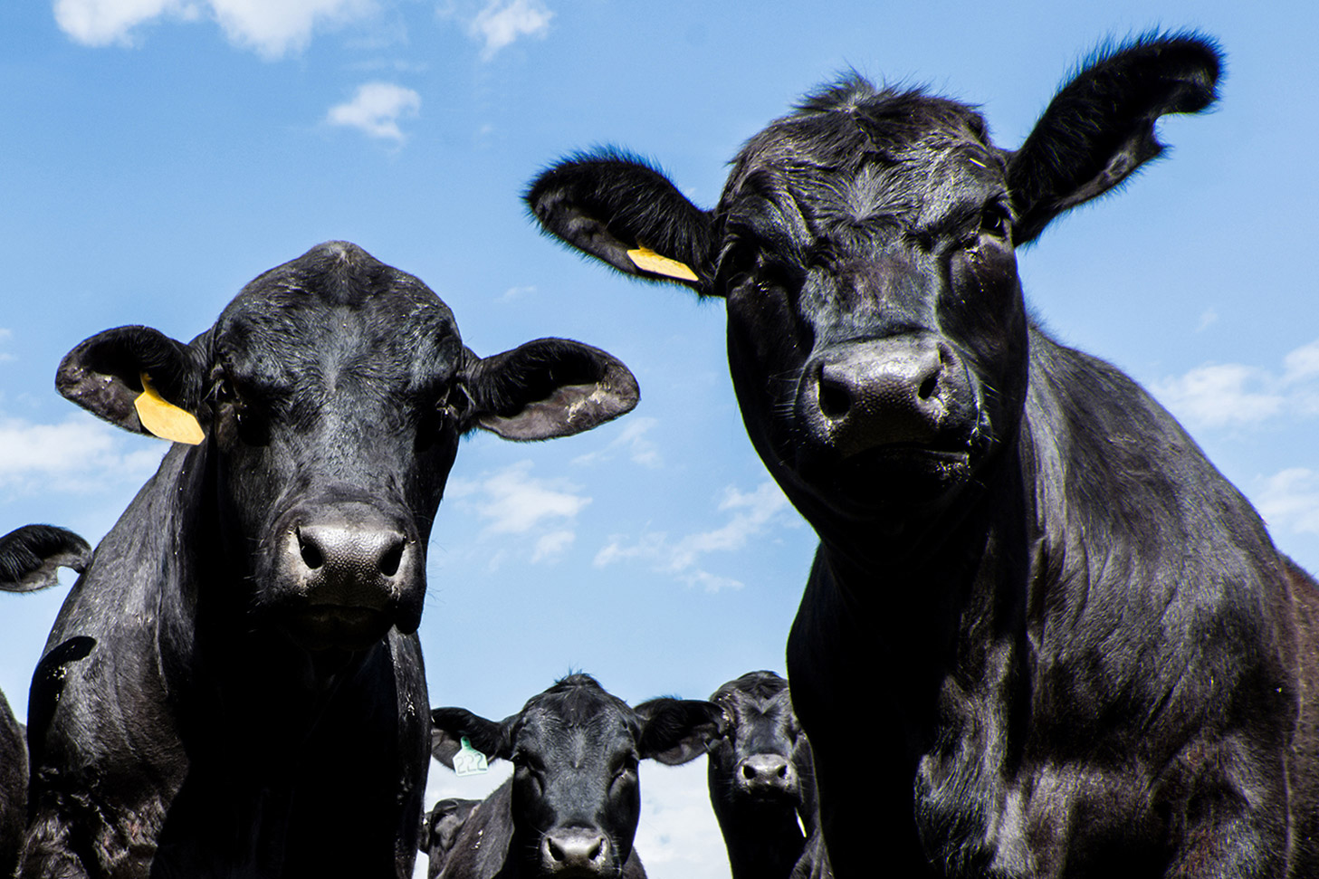 Unlocking the Potential: The Flexibility of Beef Cattle and Feed ...