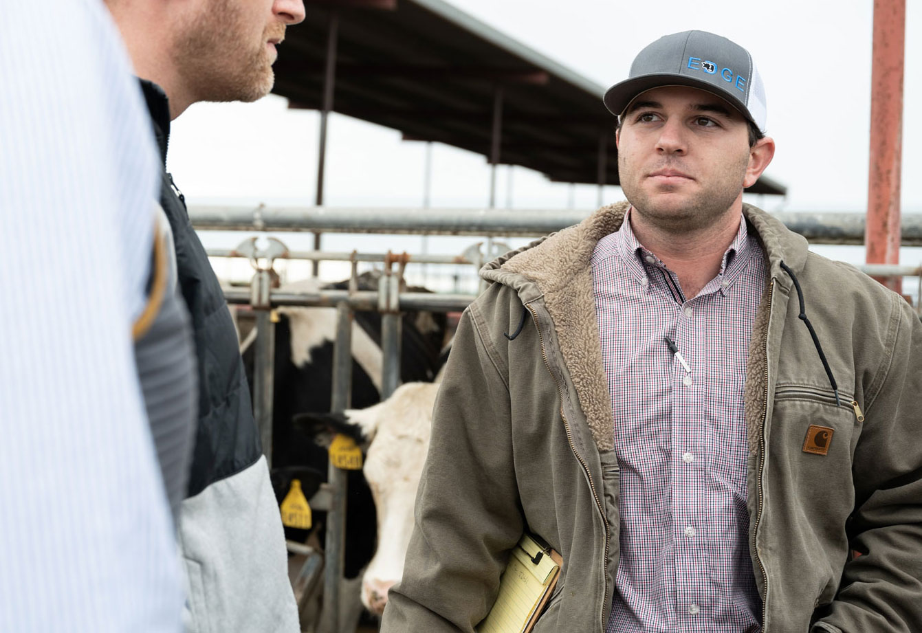 Cottonseed: The Cornerstone Of California Cattle Nutrition - Whole ...