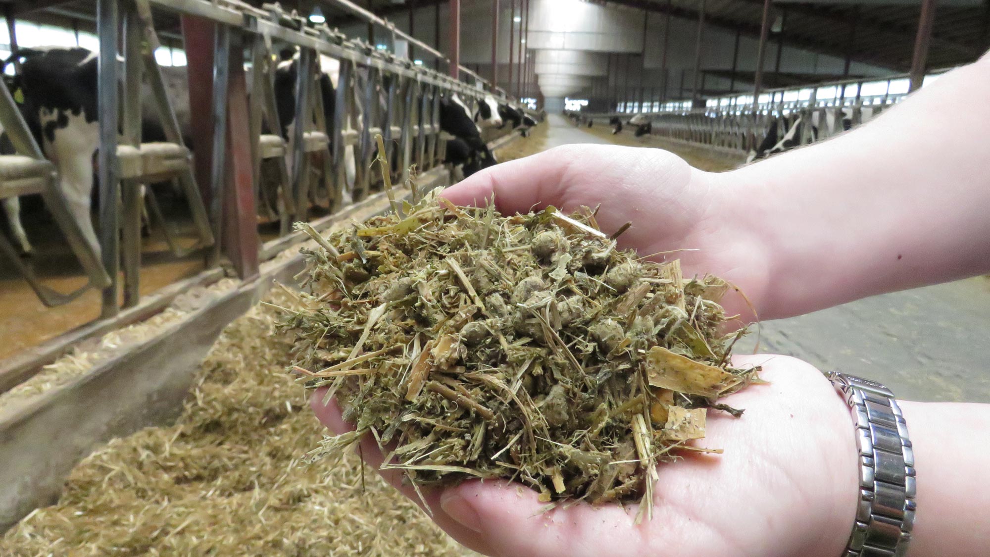 Three Considerations for Successful Feed Testing in Dairy and Beef ...